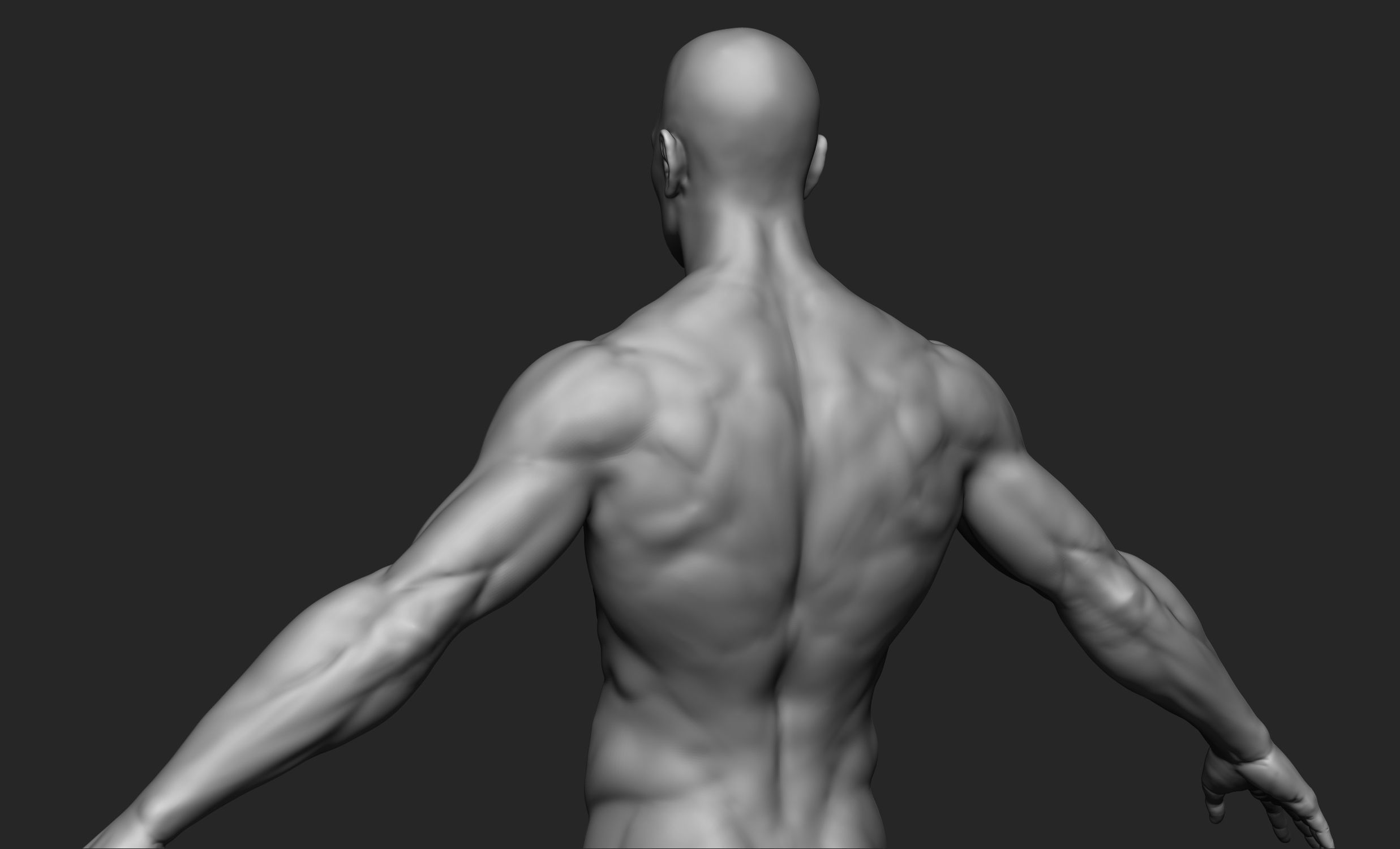 Human Man Anatomy 3D model | CGTrader