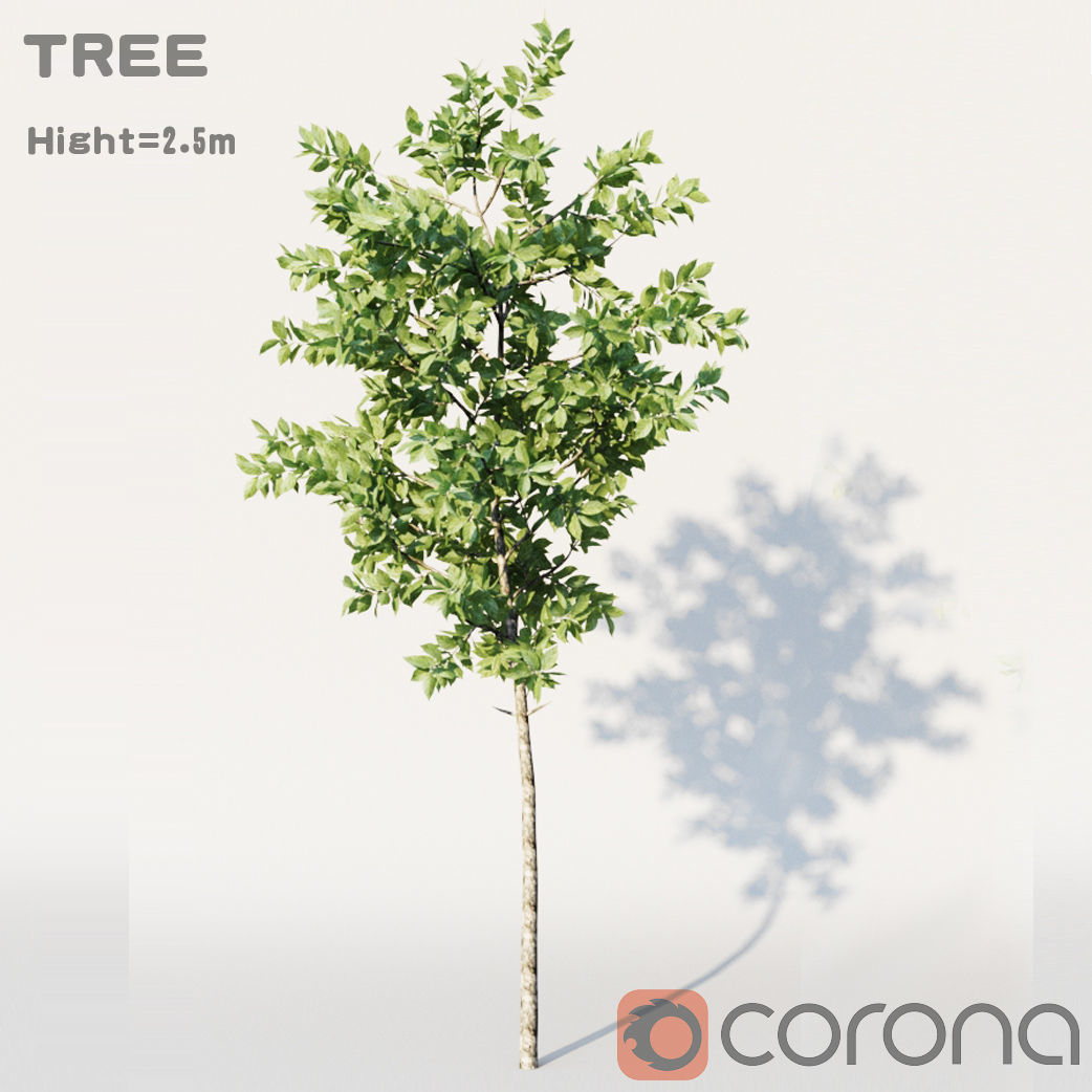 Small tree 3D model | CGTrader