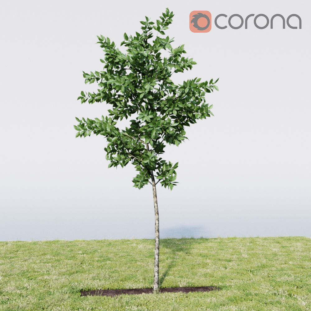 Small tree 3D model | CGTrader