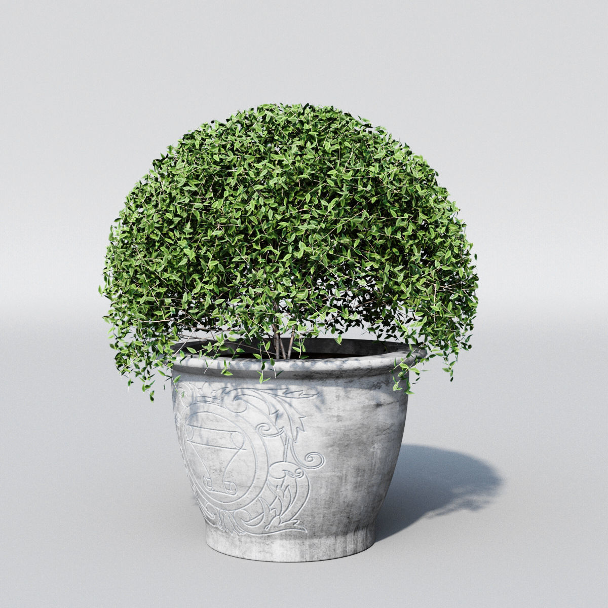 Round plant 3D model | CGTrader