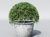 Round plant 3D model | CGTrader