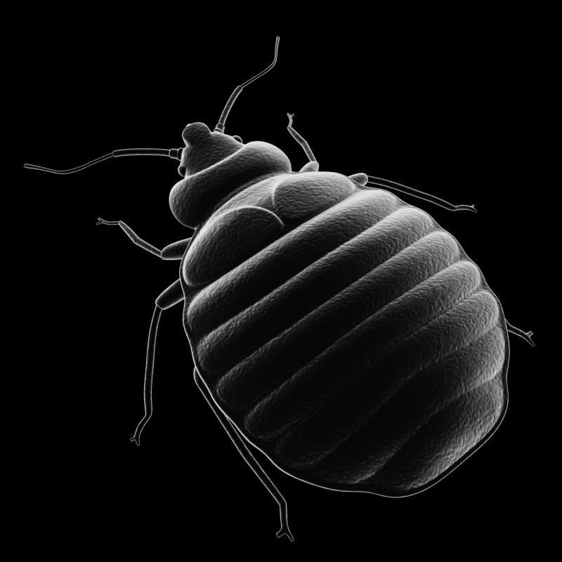 BedBug bed bug 3D model | CGTrader