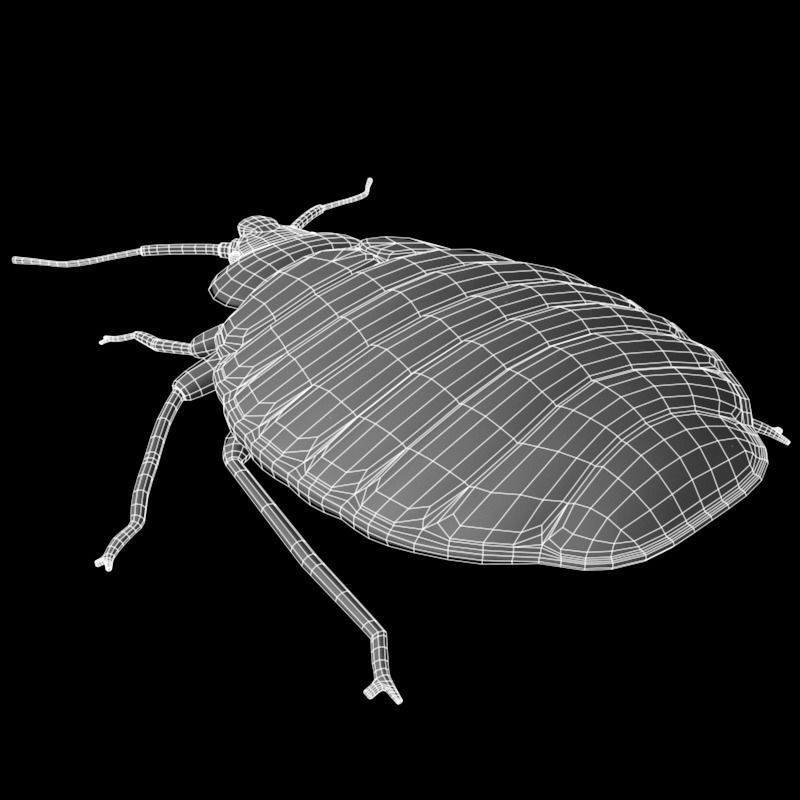 BedBug bed bug 3D model | CGTrader