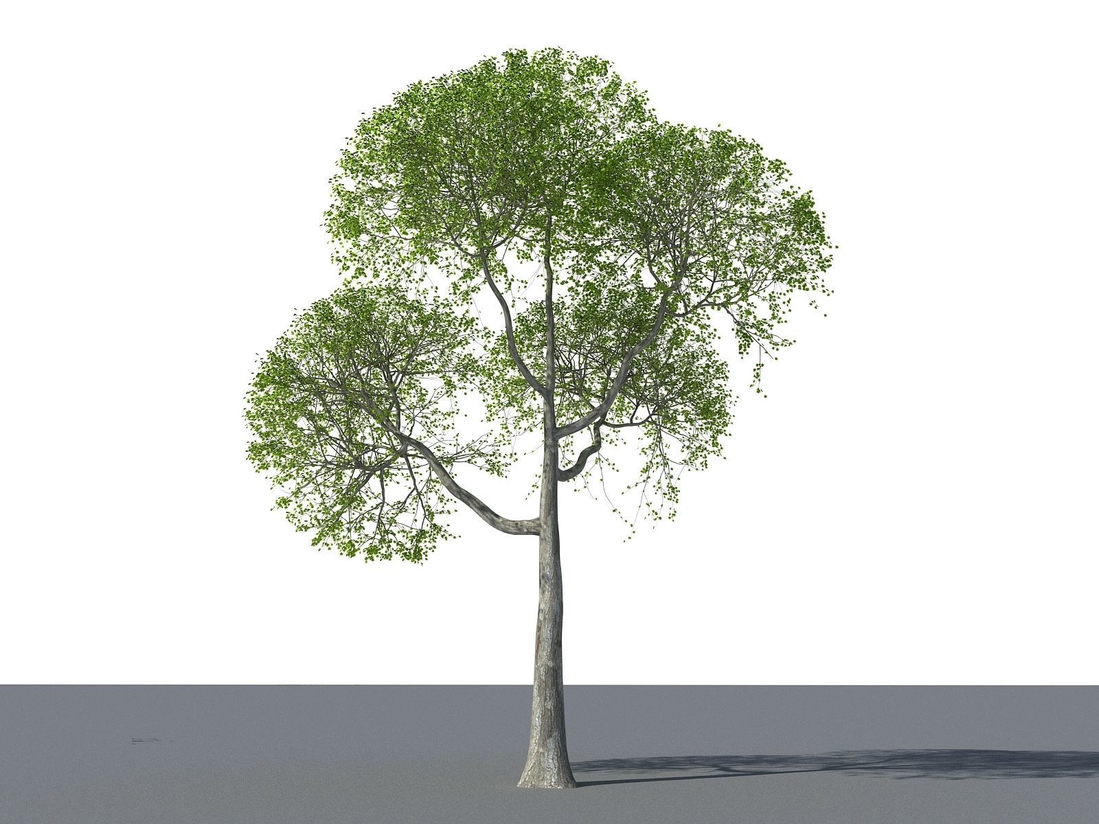 Generic Tree 3D model | CGTrader