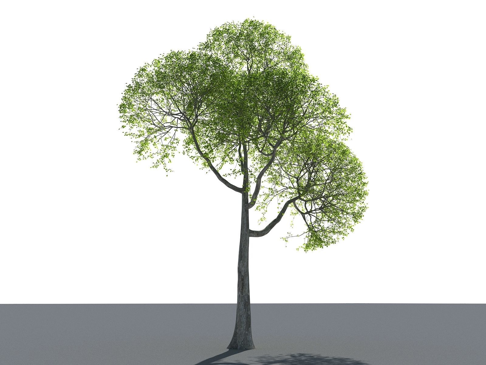 Generic Tree 3D model | CGTrader