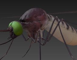 Mosquito 3D Models | CGTrader