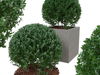 Buxus the bush is in shape of ball 3D model | CGTrader