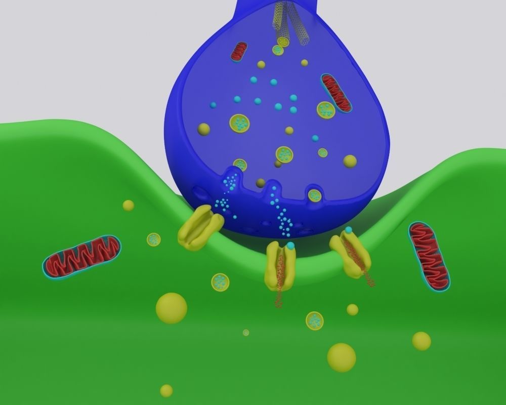 Synapse 3D model 3D model | CGTrader