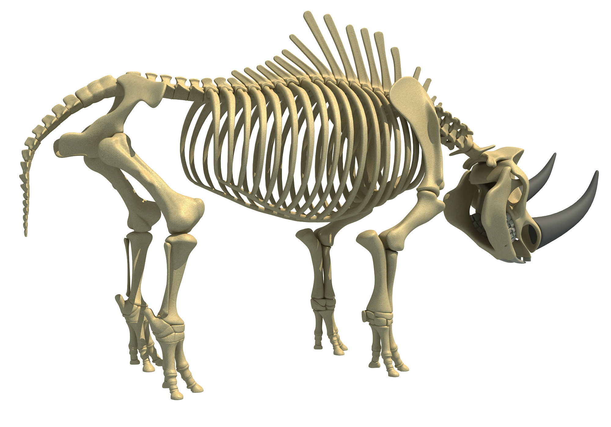 Rhino Skeleton 3D model | CGTrader