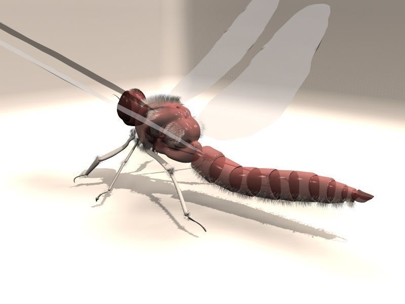 3D model Insect with long tail VR / AR / low-poly | CGTrader