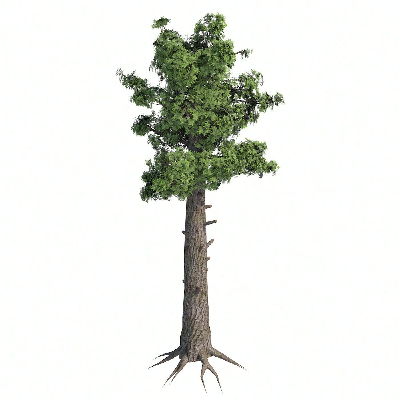 3D model Giant Redwood Tree VR / AR / low-poly | CGTrader