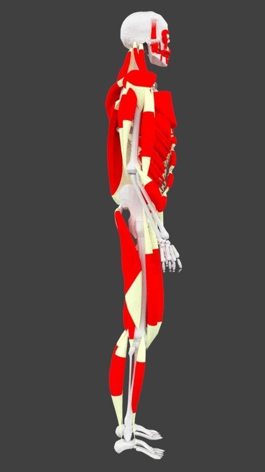 3D model Male Human Muscle System VR / AR / low-poly | CGTrader