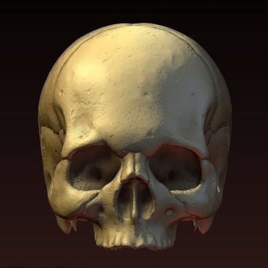 Skull sculpting in Blender.