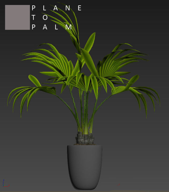 PALM PLANT MODELING