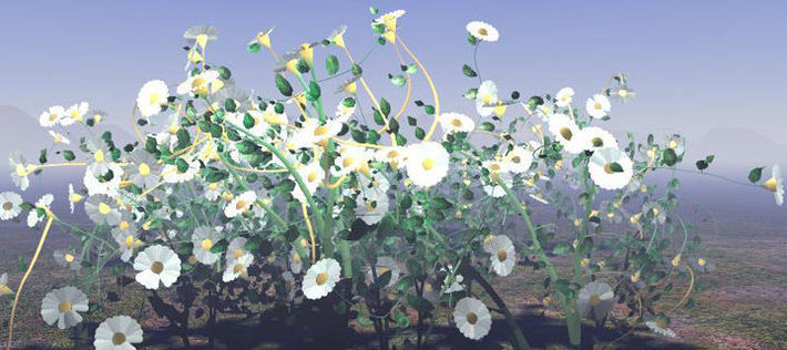 Growing Flowers in Maya